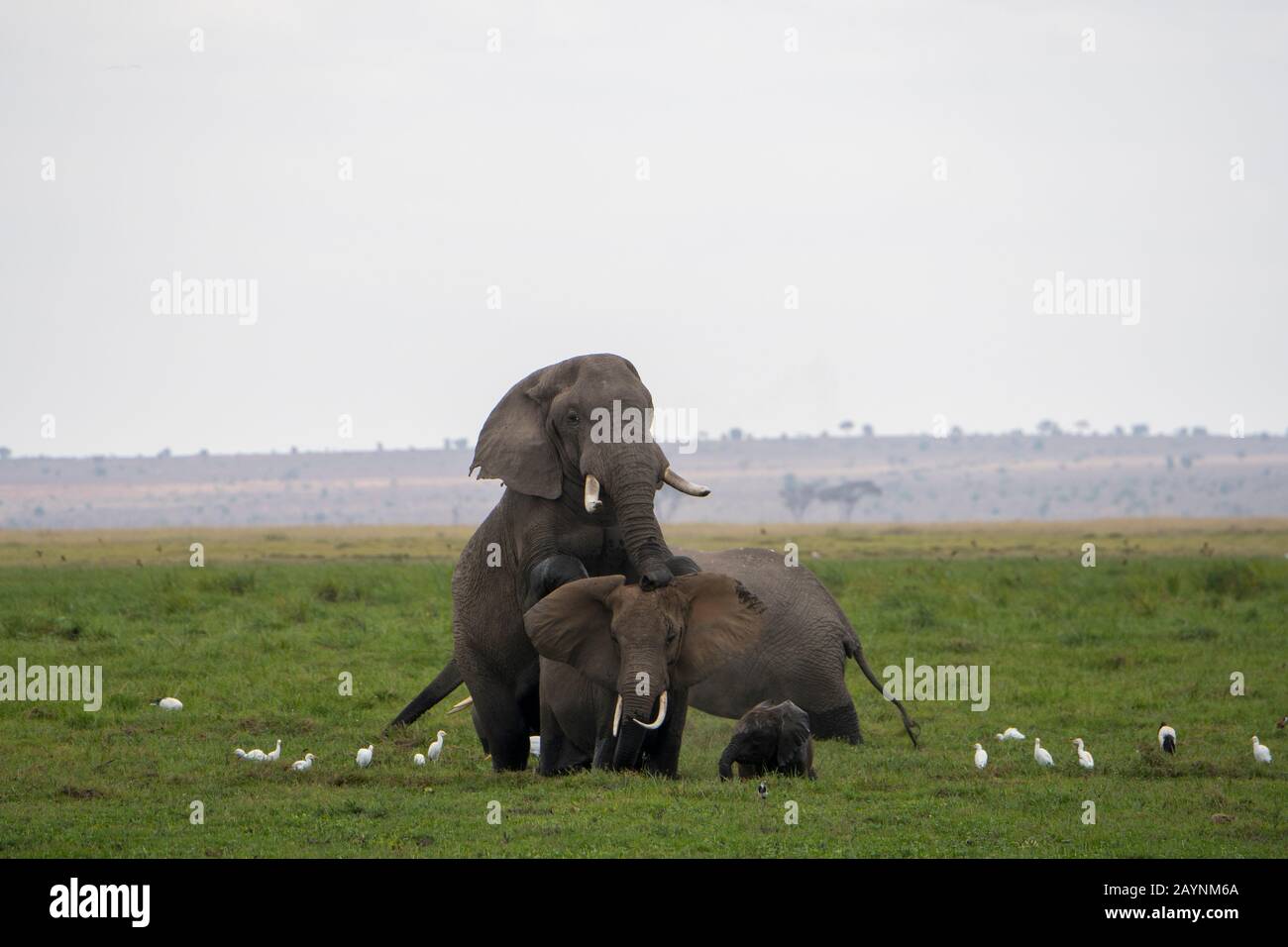 Elephants mating hi-res stock photography and images - Alamy