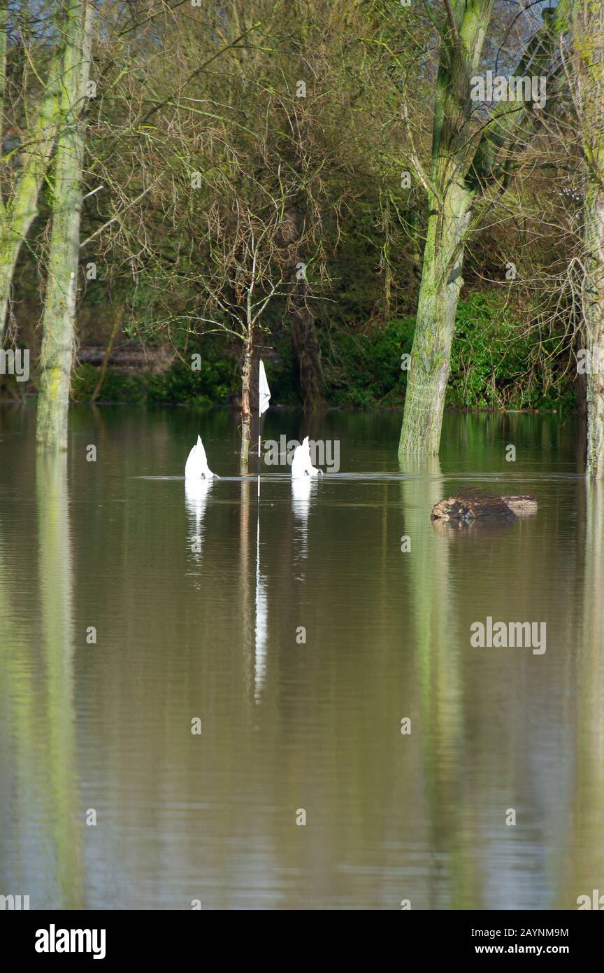 Flooding, Datchet Golf Club, Berkshire, UK. 10th February, 2014. The ...