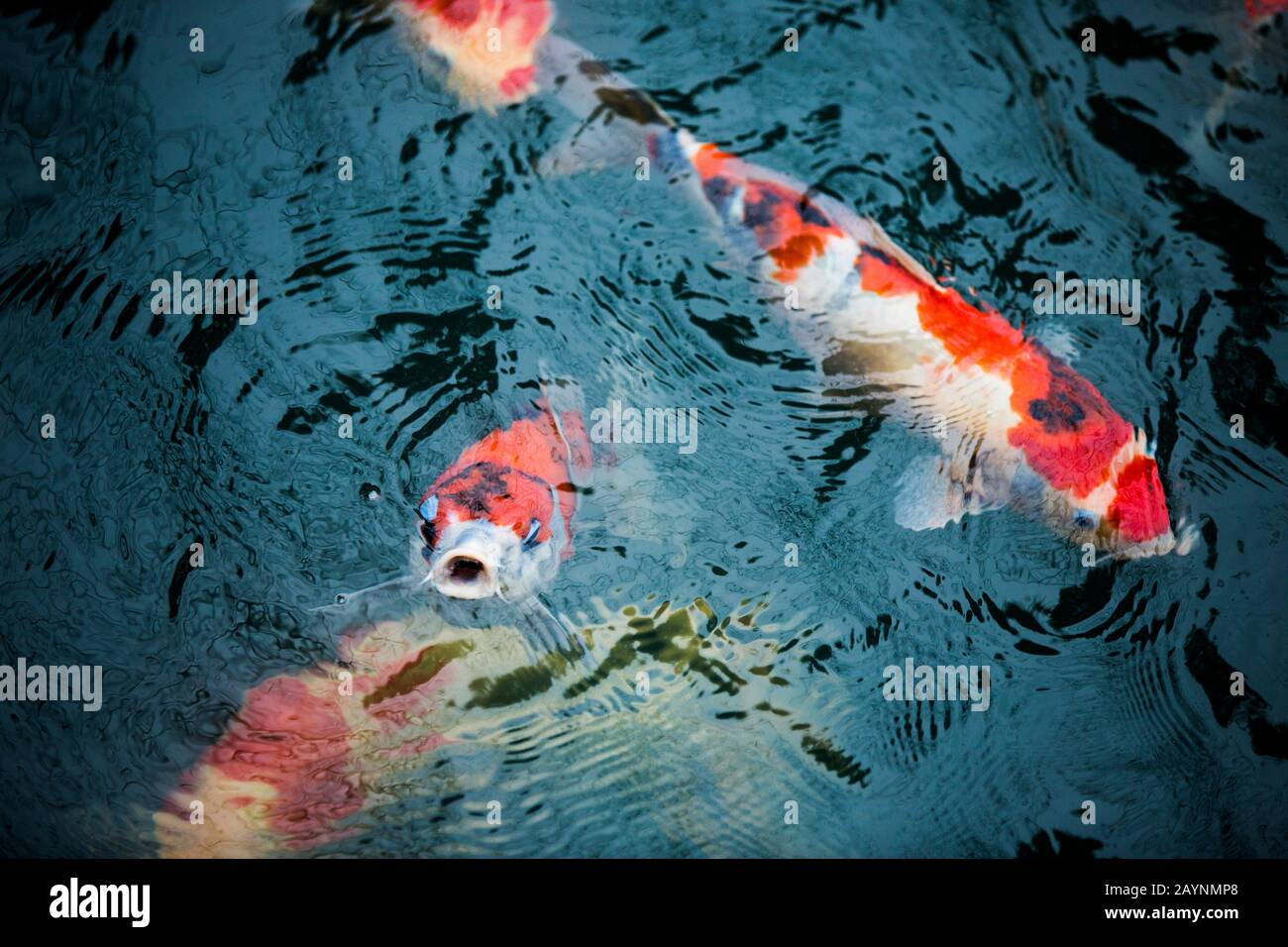 Koi in a japanese lake. Tokyo, Japan Stock Photo - Alamy