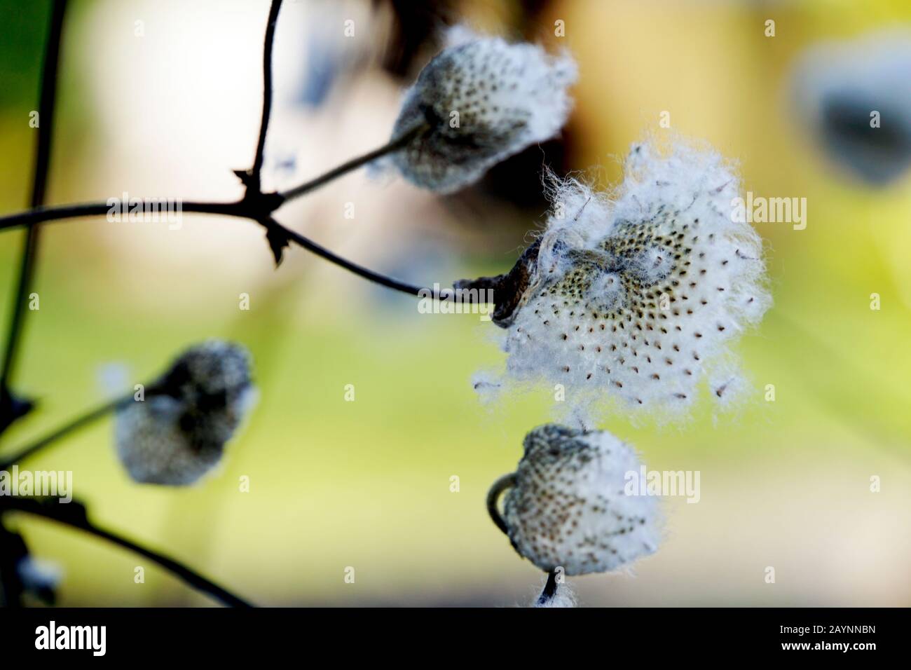 Herbst Anemone Samen