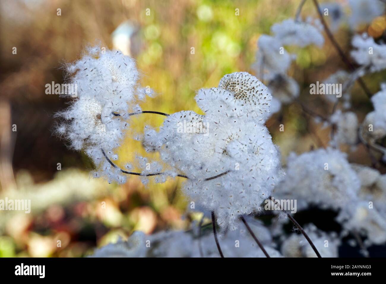 Herbst Anemone Samen