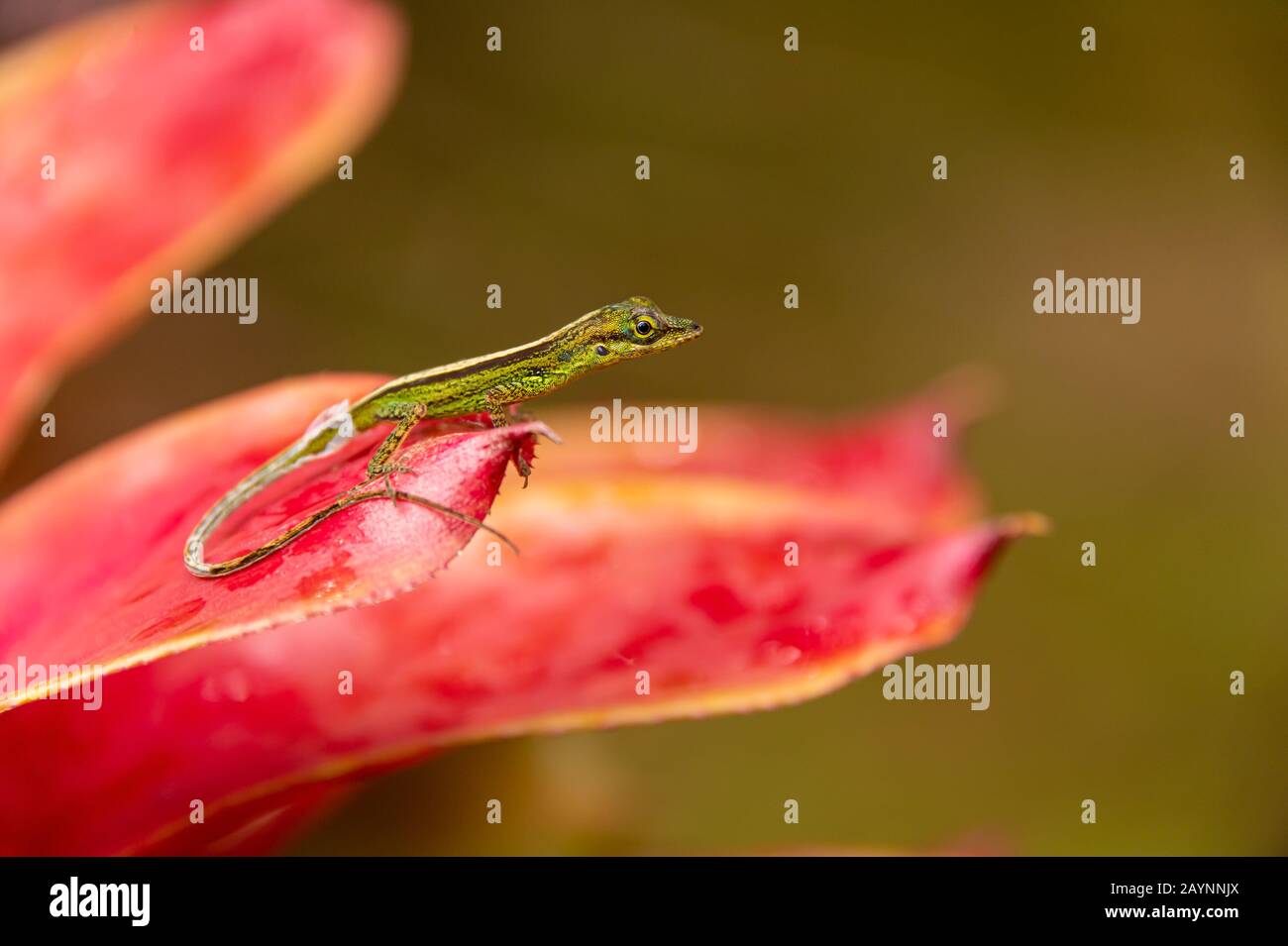 Baby lizard hi-res stock photography and images - Alamy