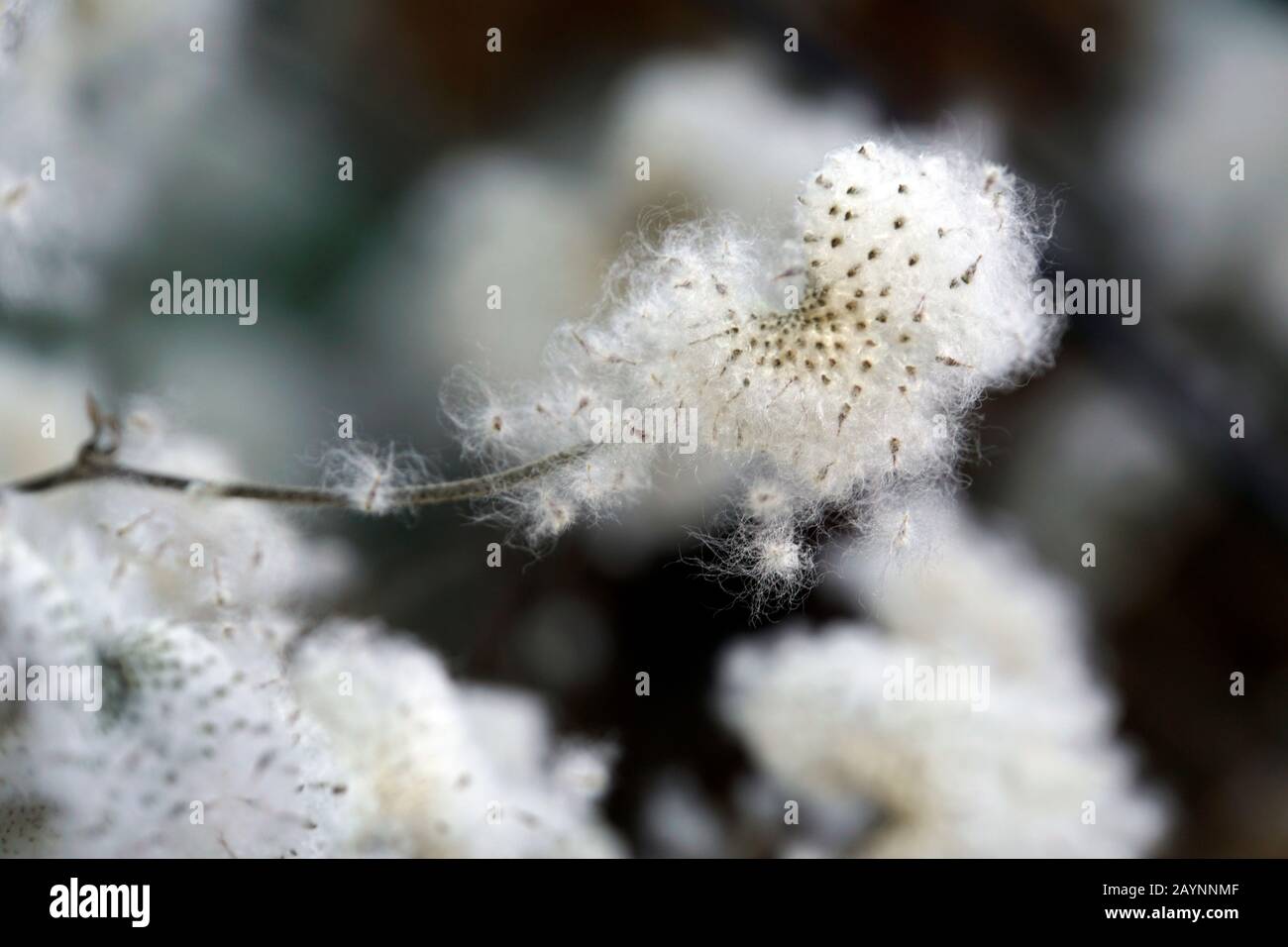 Herbst Anemone Samen