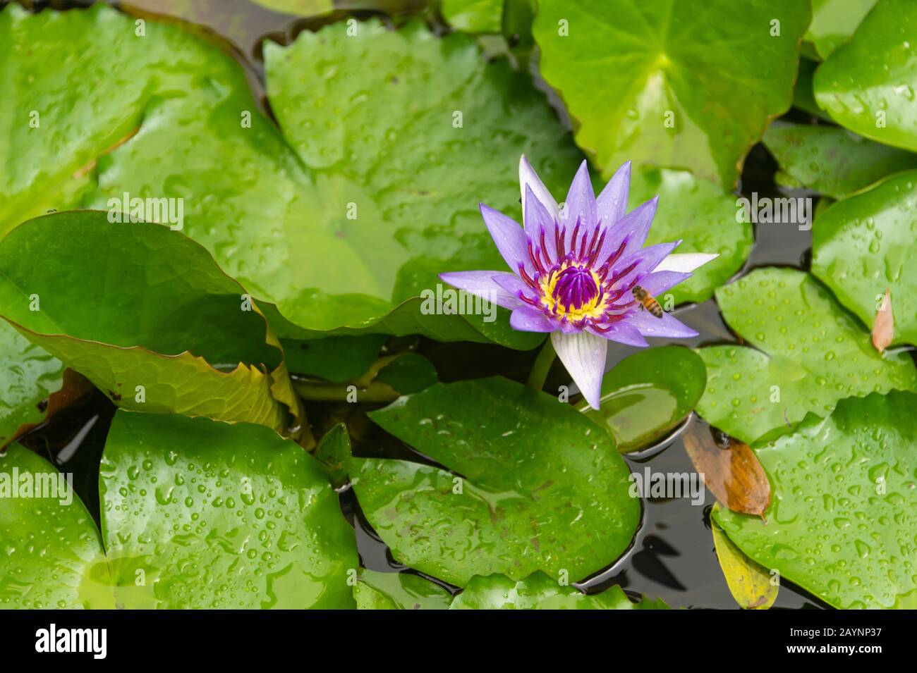 Purple Nymphaea Water Lily (nenuphar Stock Photo - Alamy