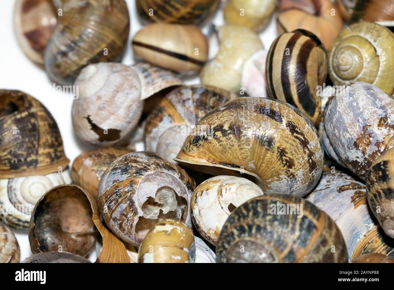 Collection of Empty Snail Shells on a White Background Stock Photo - Alamy