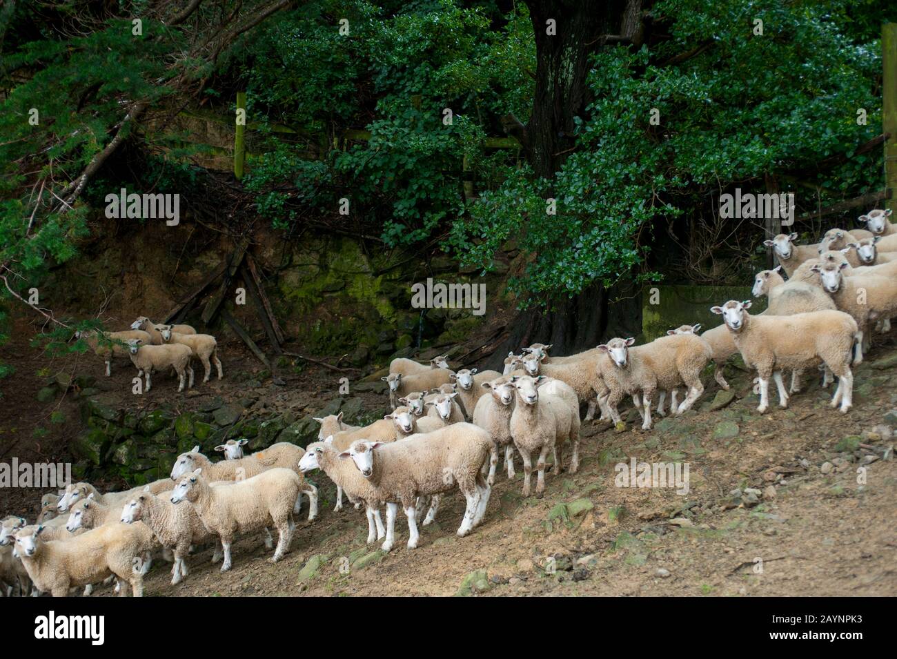 The sheep farm of the Shand family in the Marlborough Sounds of the ...