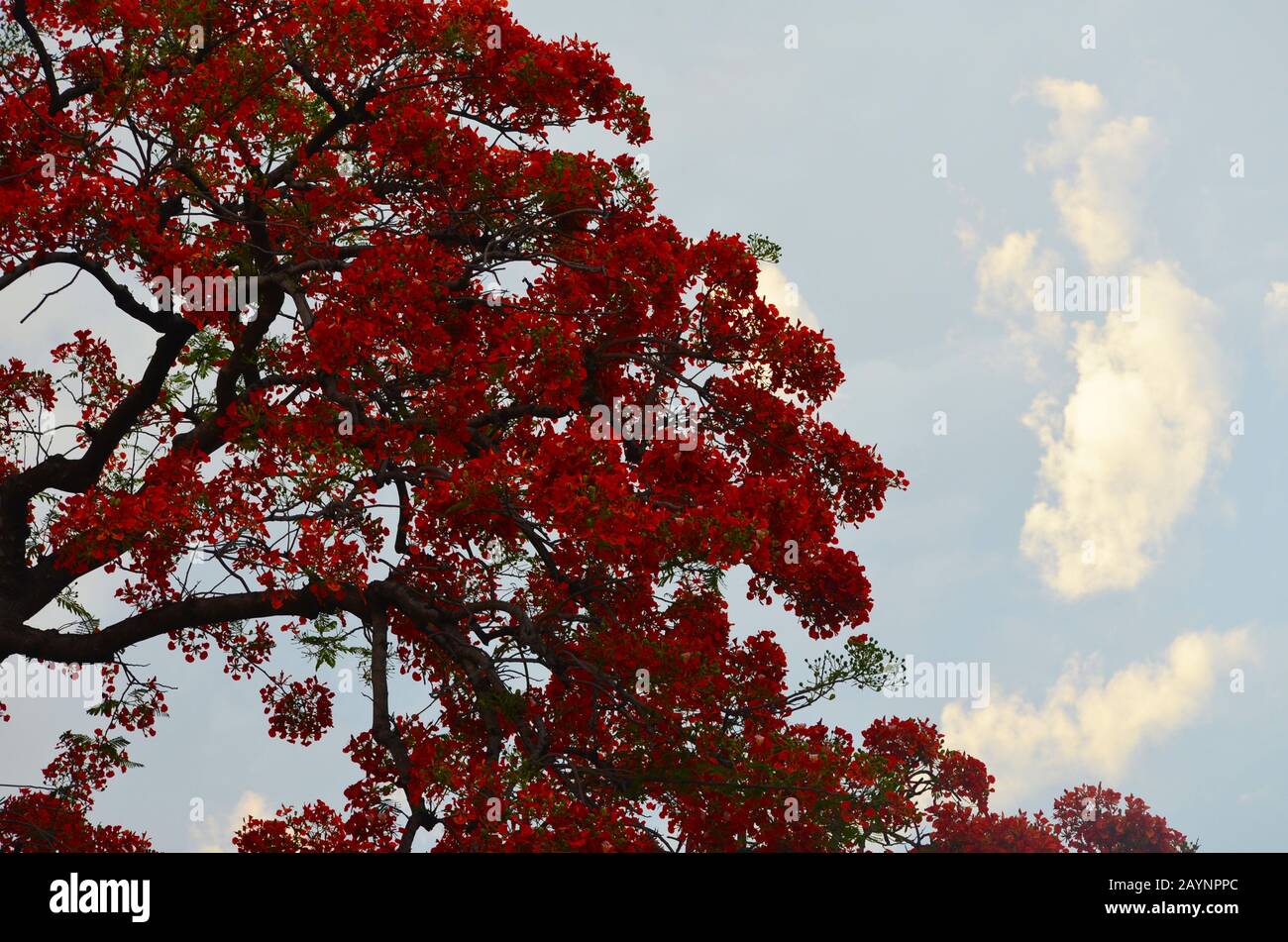 National Flower Of Cuba High Resolution Stock Photography and Images ...