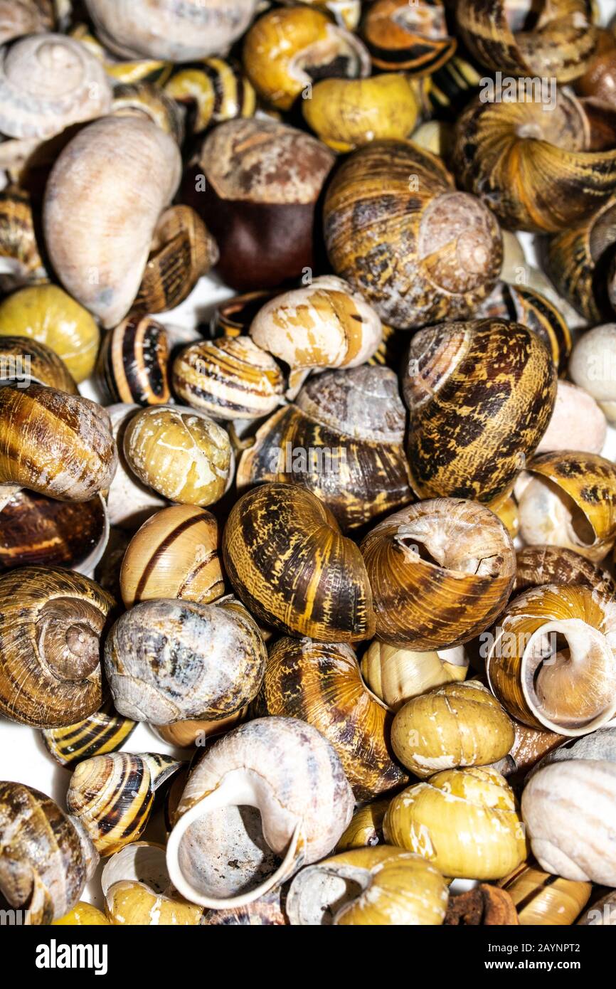 Collection of Empty Snail Shells on a White Background Stock Photo - Alamy