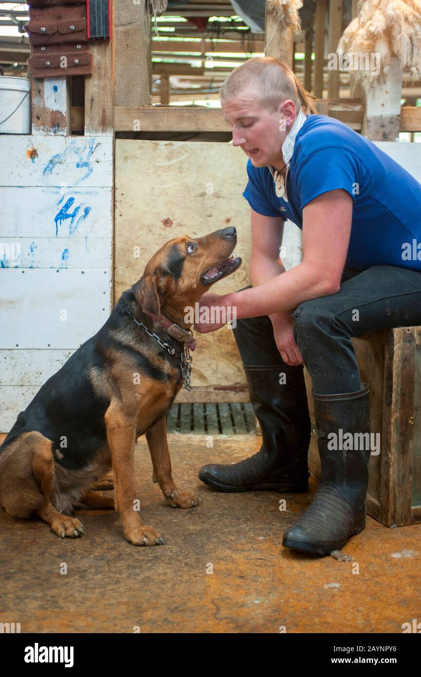 A sheep farmer with his dog on the sheep farm of the Shand family in ...