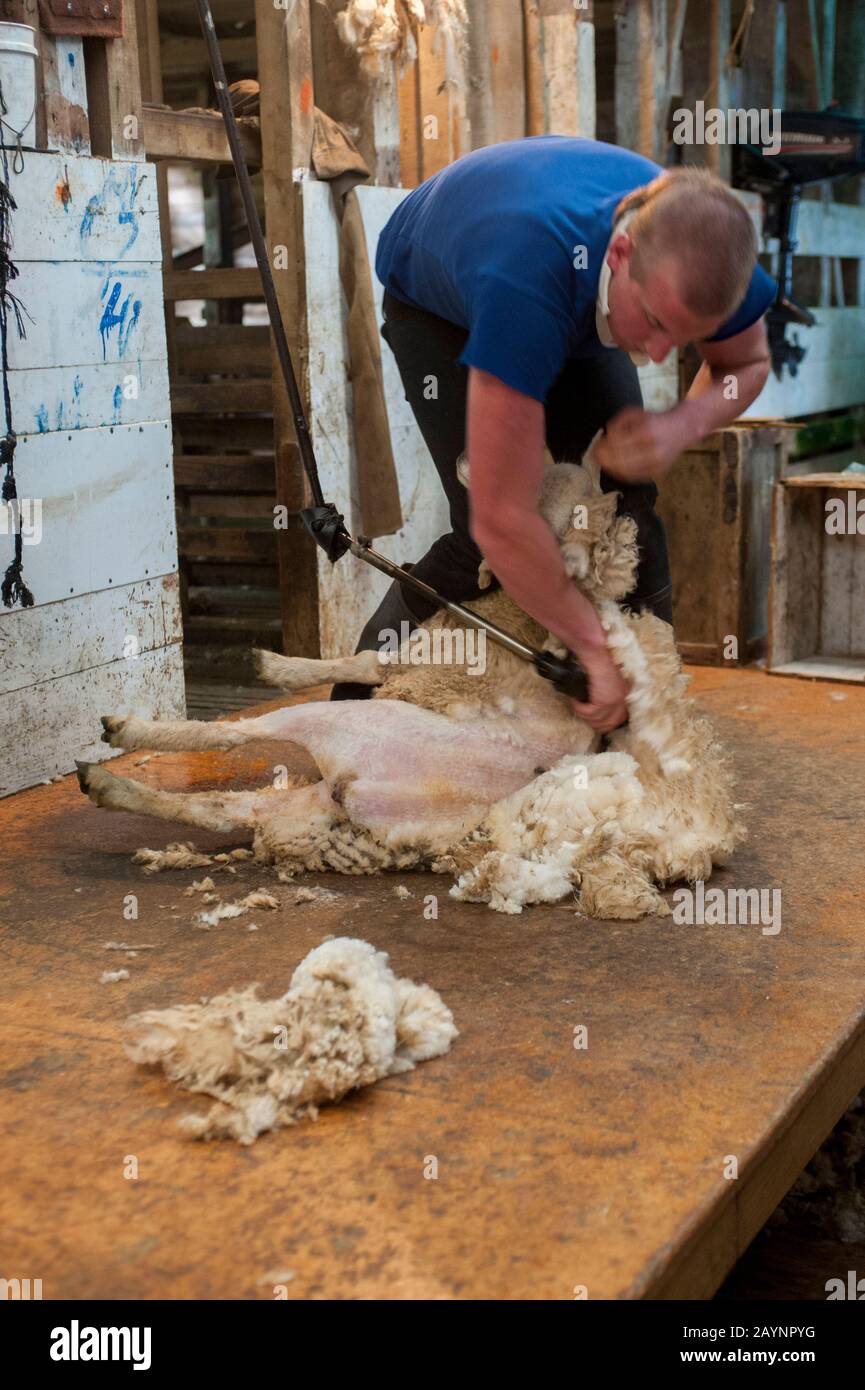 A sheep being shorn hi-res stock photography and images - Alamy