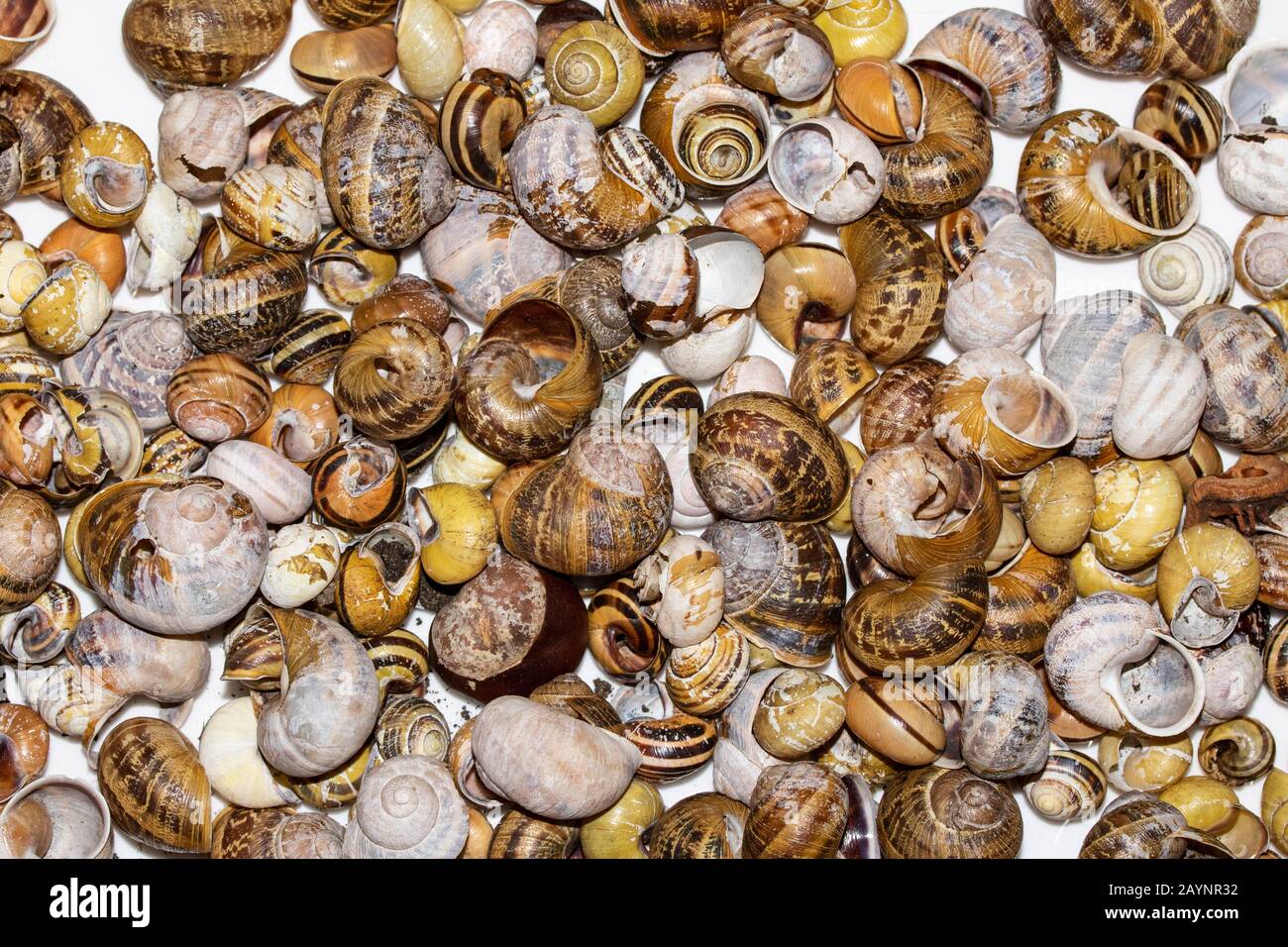Collection of Empty Snail Shells on a White Background Stock Photo - Alamy
