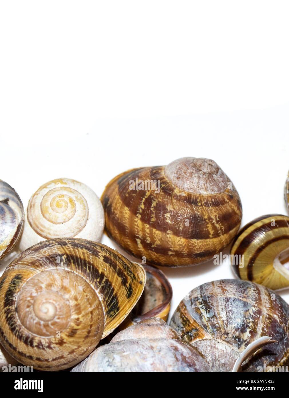 Collection of Empty Snail Shells on a White Background Stock Photo - Alamy