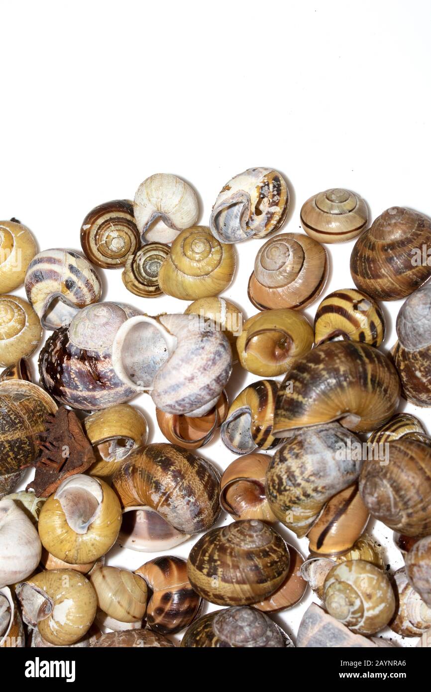 Collection of Empty Snail Shells on a White Background Stock Photo - Alamy