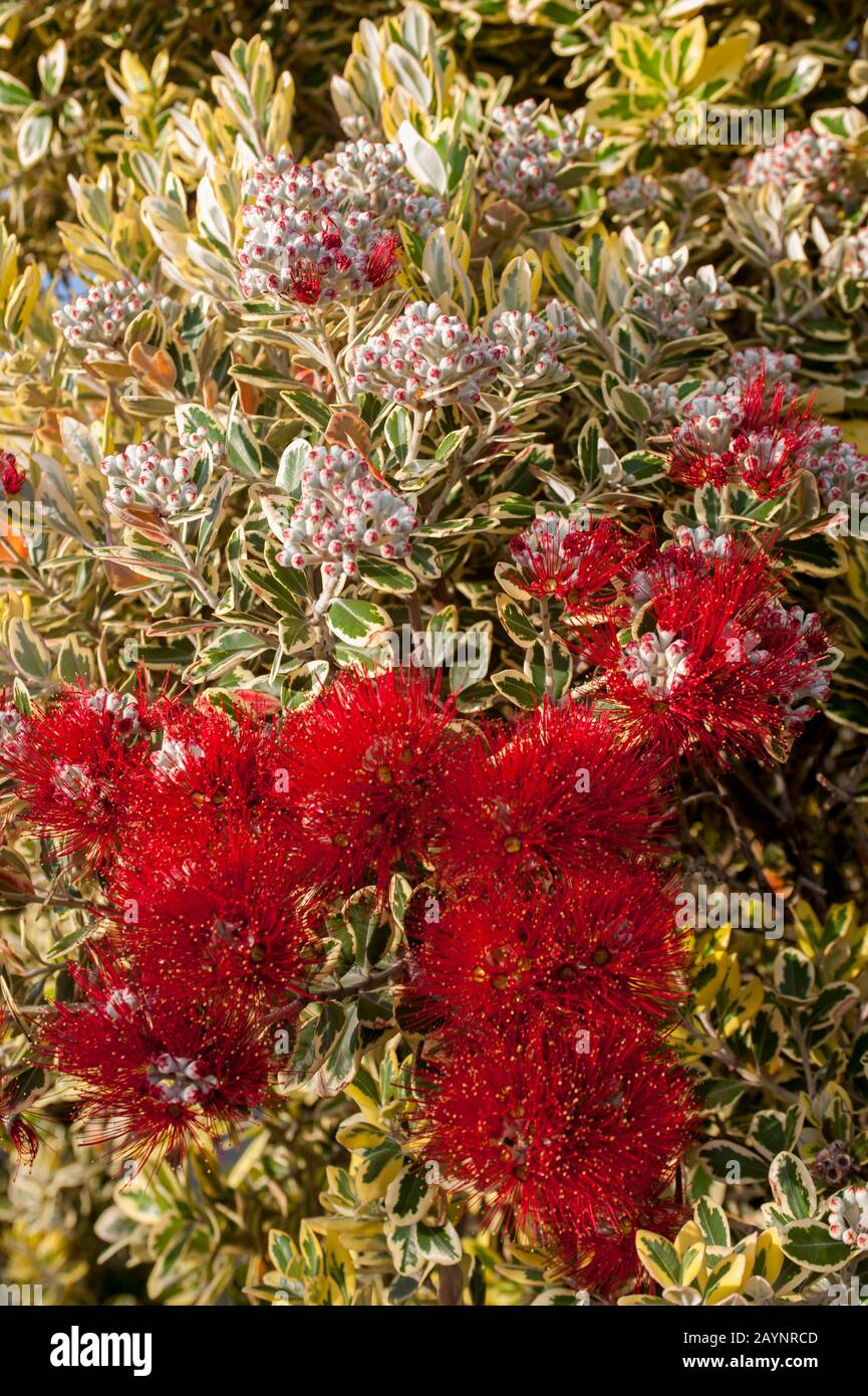 Close-up of Metrosideros excels in Kaikoura, New Zealand, with common ...