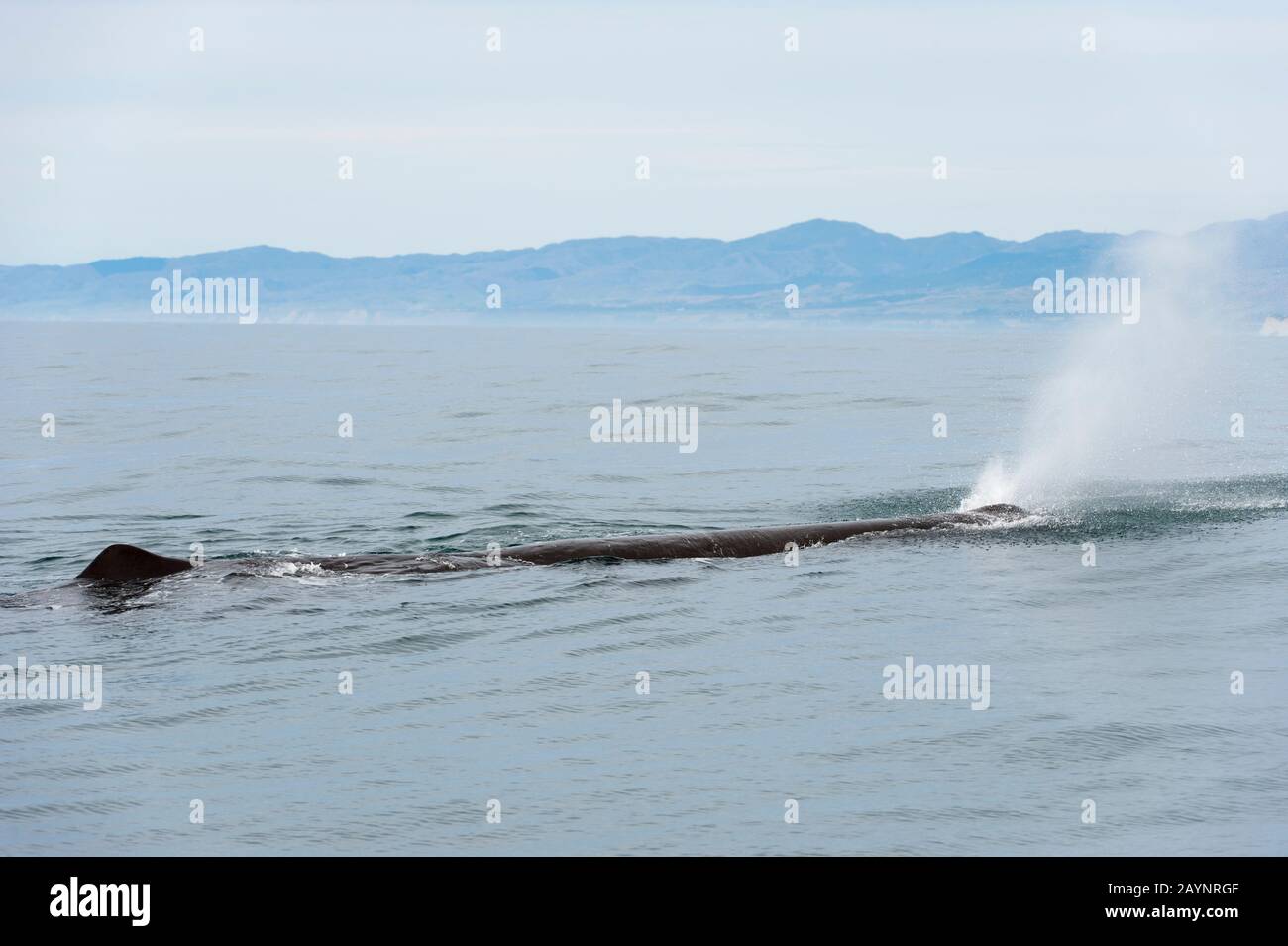 A Sperm whale (Physeter macrocephalus) swimming off the coast of ...