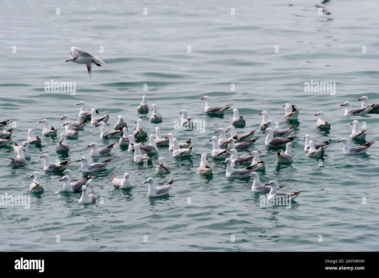 Flock of gull hi-res stock photography and images - Alamy