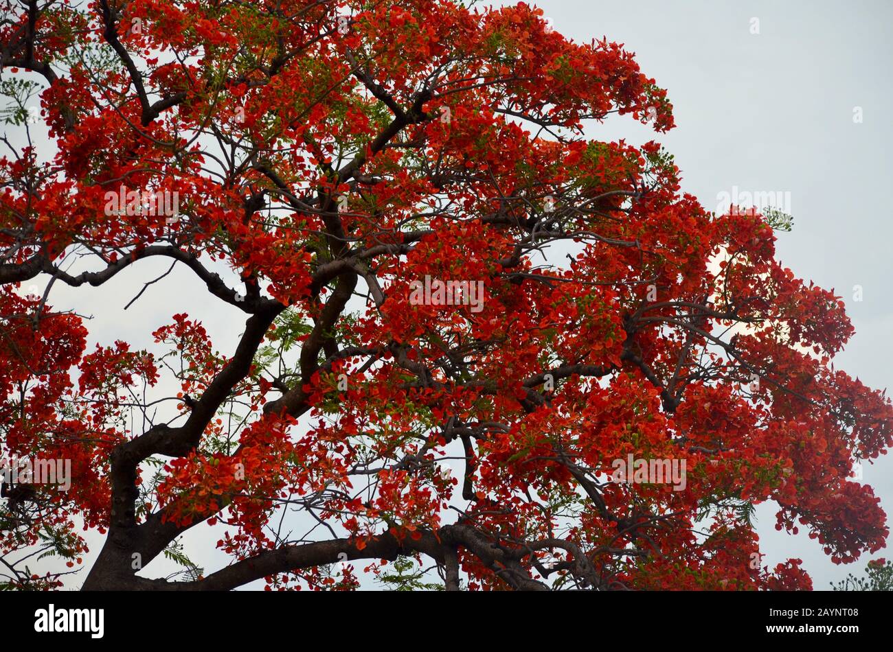Scarlet flame bean hi-res stock photography and images - Alamy