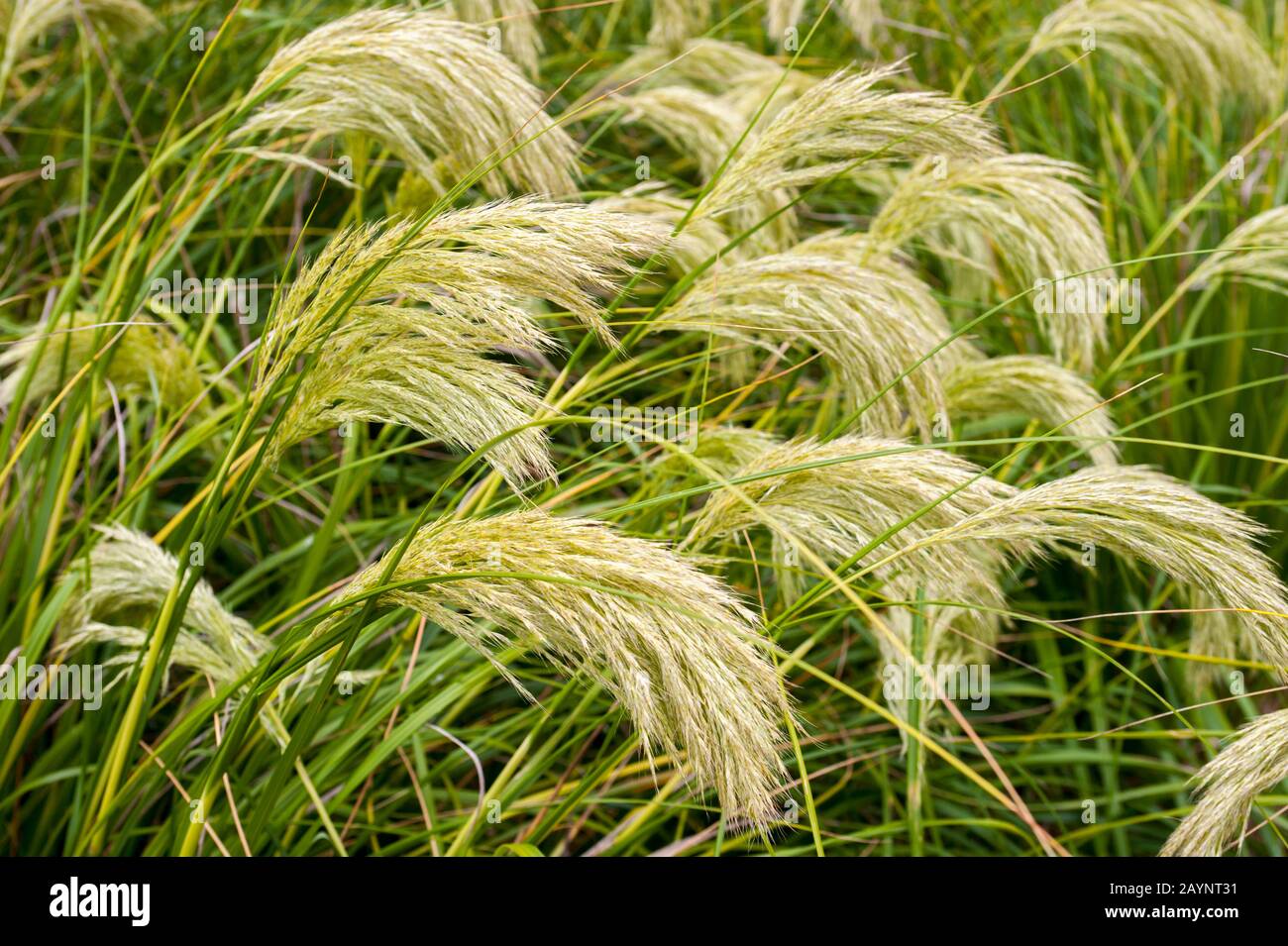 Decorative grasses at the Mona Vale Gardens in Christchurch on the ...