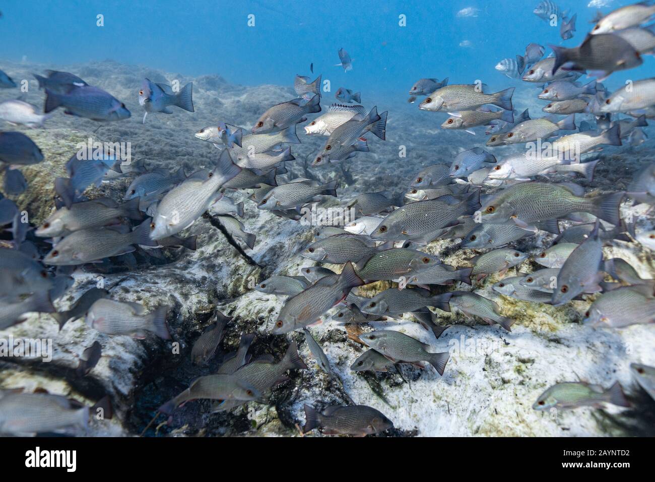 Hundreds of Mangrove Snapper (lutjanus griseus) gather at the entrance ...