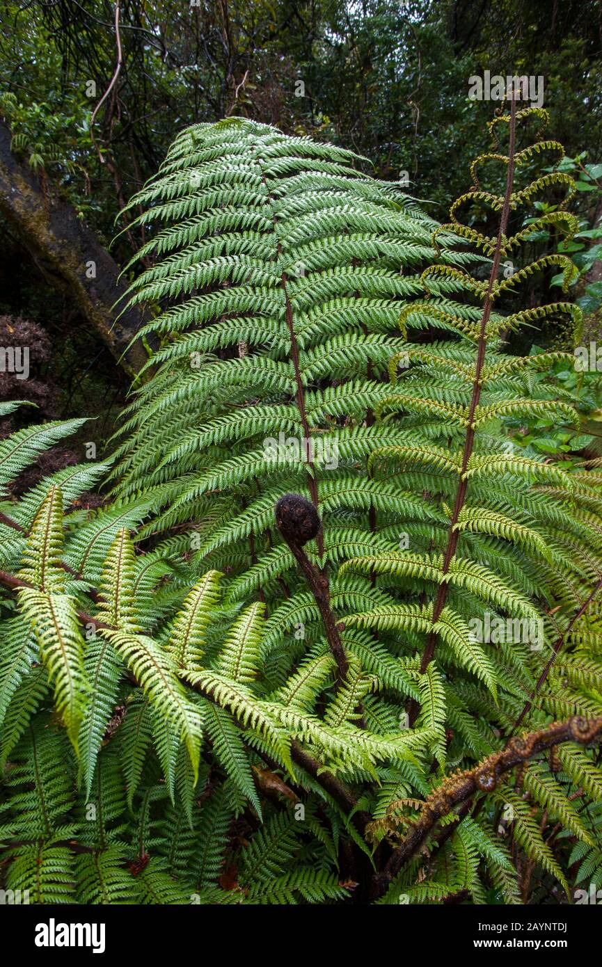 A tree fern is growing in the temperate rainforest of the bird ...