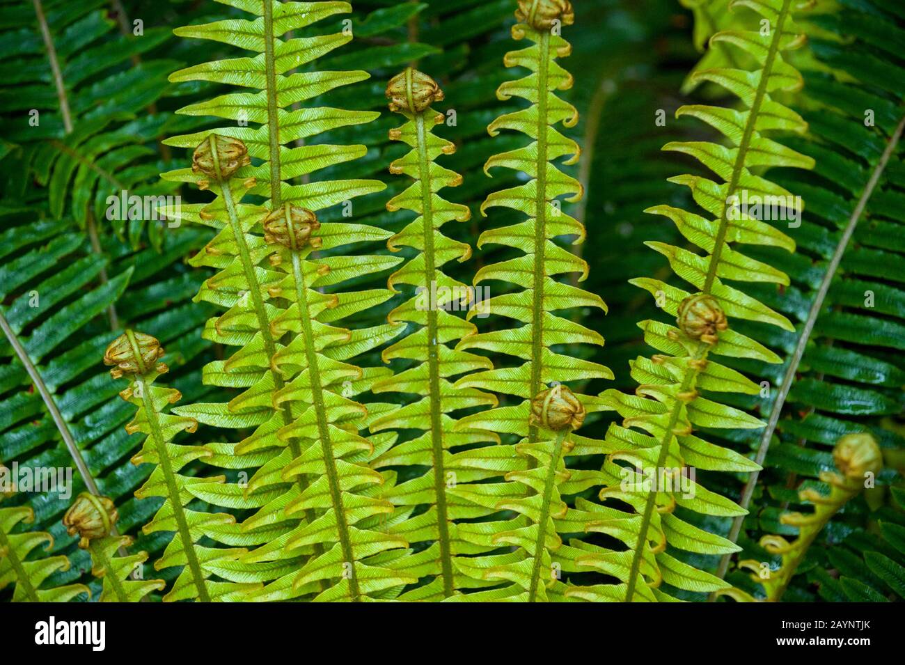 Close-up of a fern growing in the temperate rainforest of the bird ...