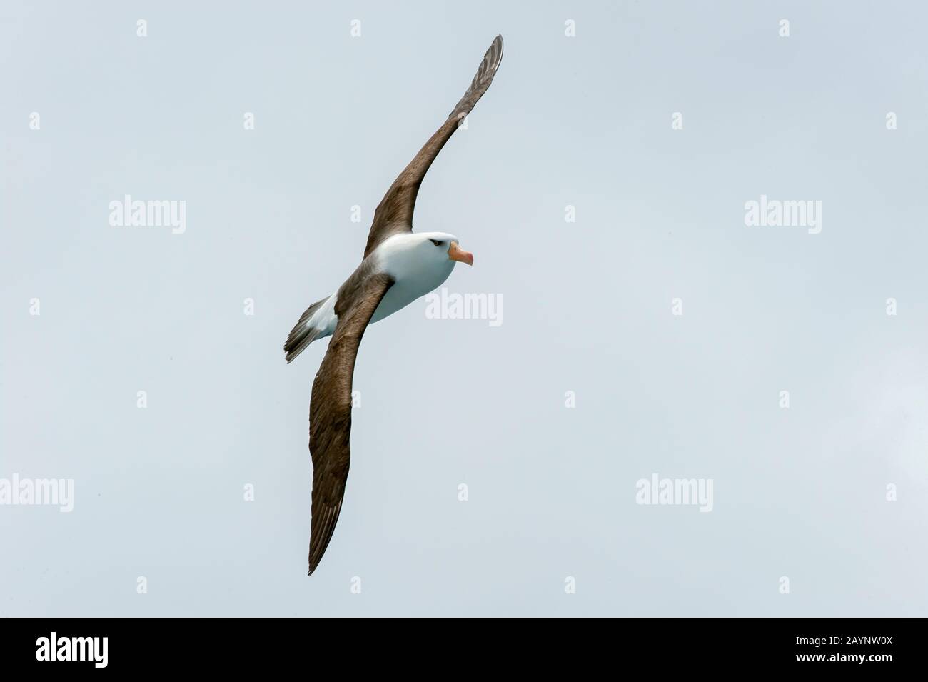 Thalassarche impavida hi-res stock photography and images - Alamy