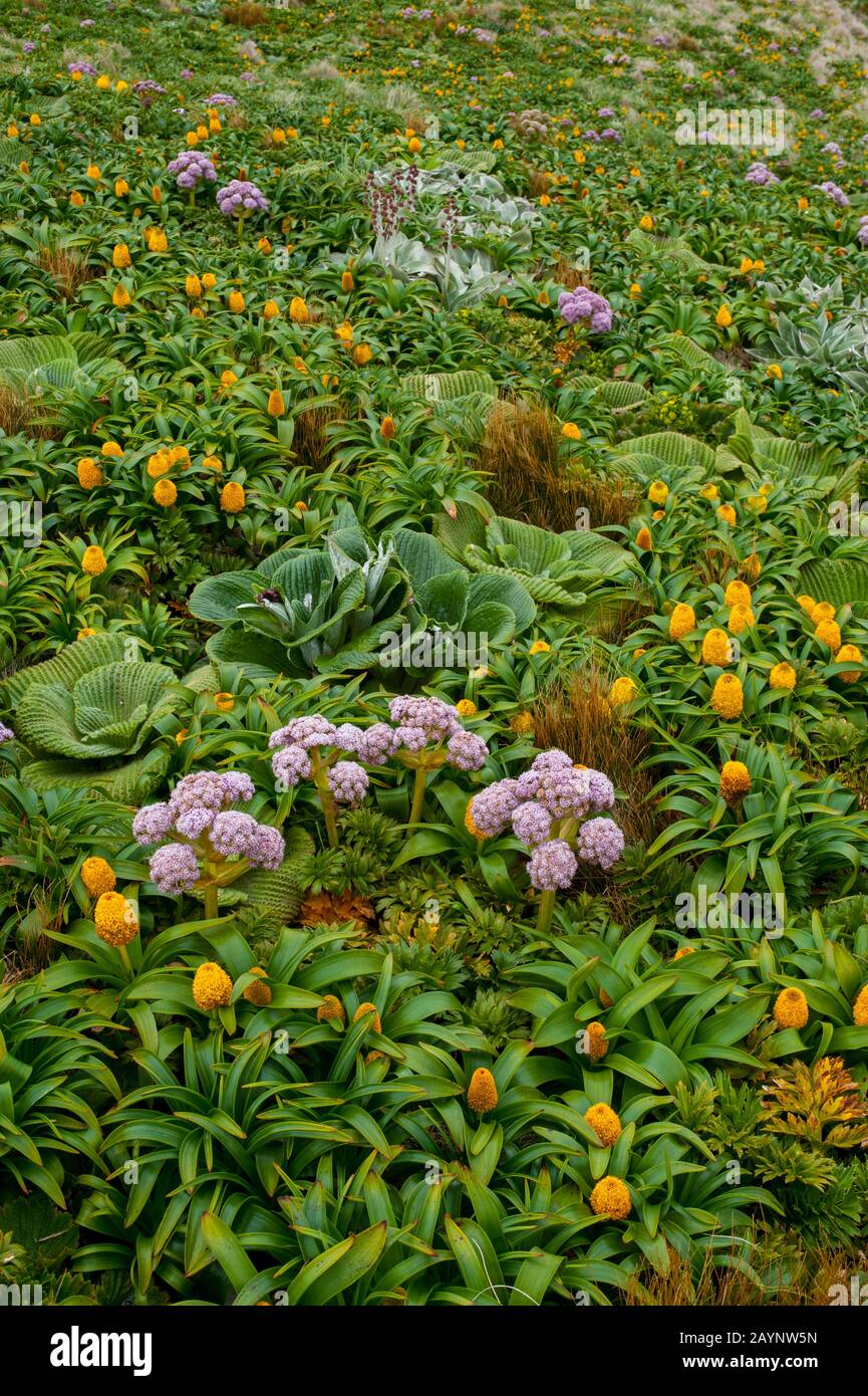 Commonly known as the ross lily subantarctic megaherb hi-res stock ...