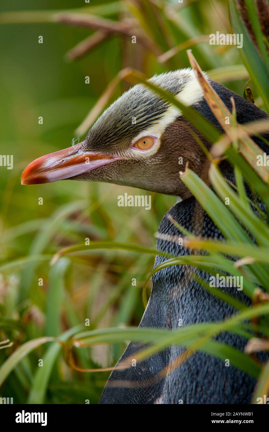 Endangered yellow eyed penguin megadyptes antipodes hi-res stock ...