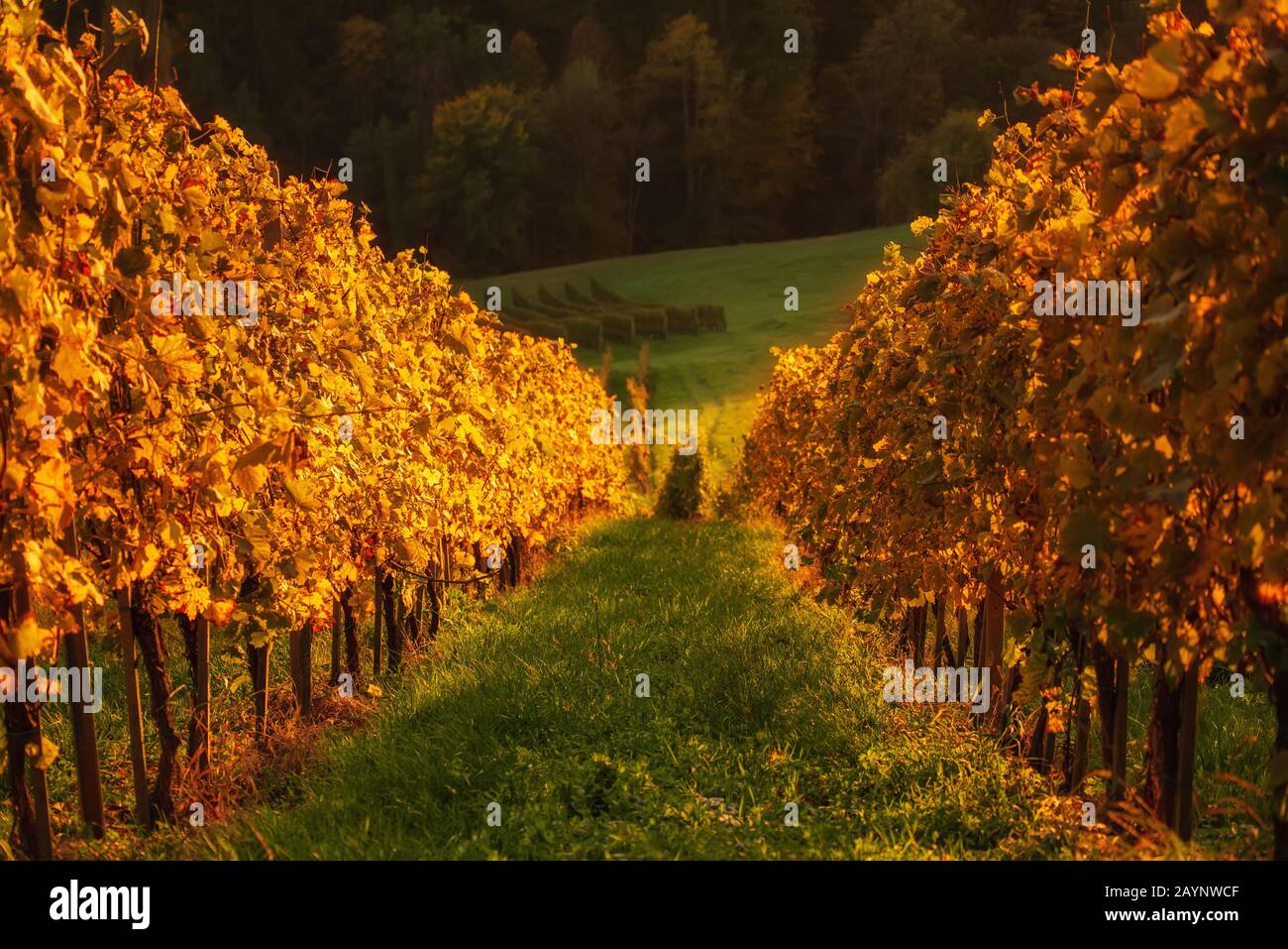 Landscape with autumn vineyards and sunny leaves on wine branches ...