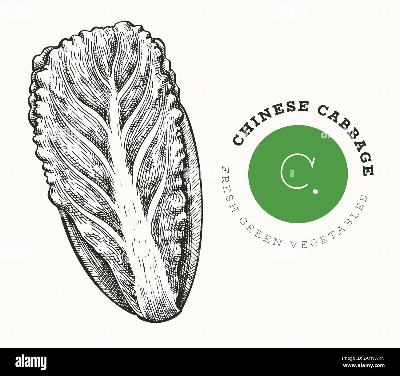 Hand drawn sketch chinese cabbage. Organic fresh food vector ...