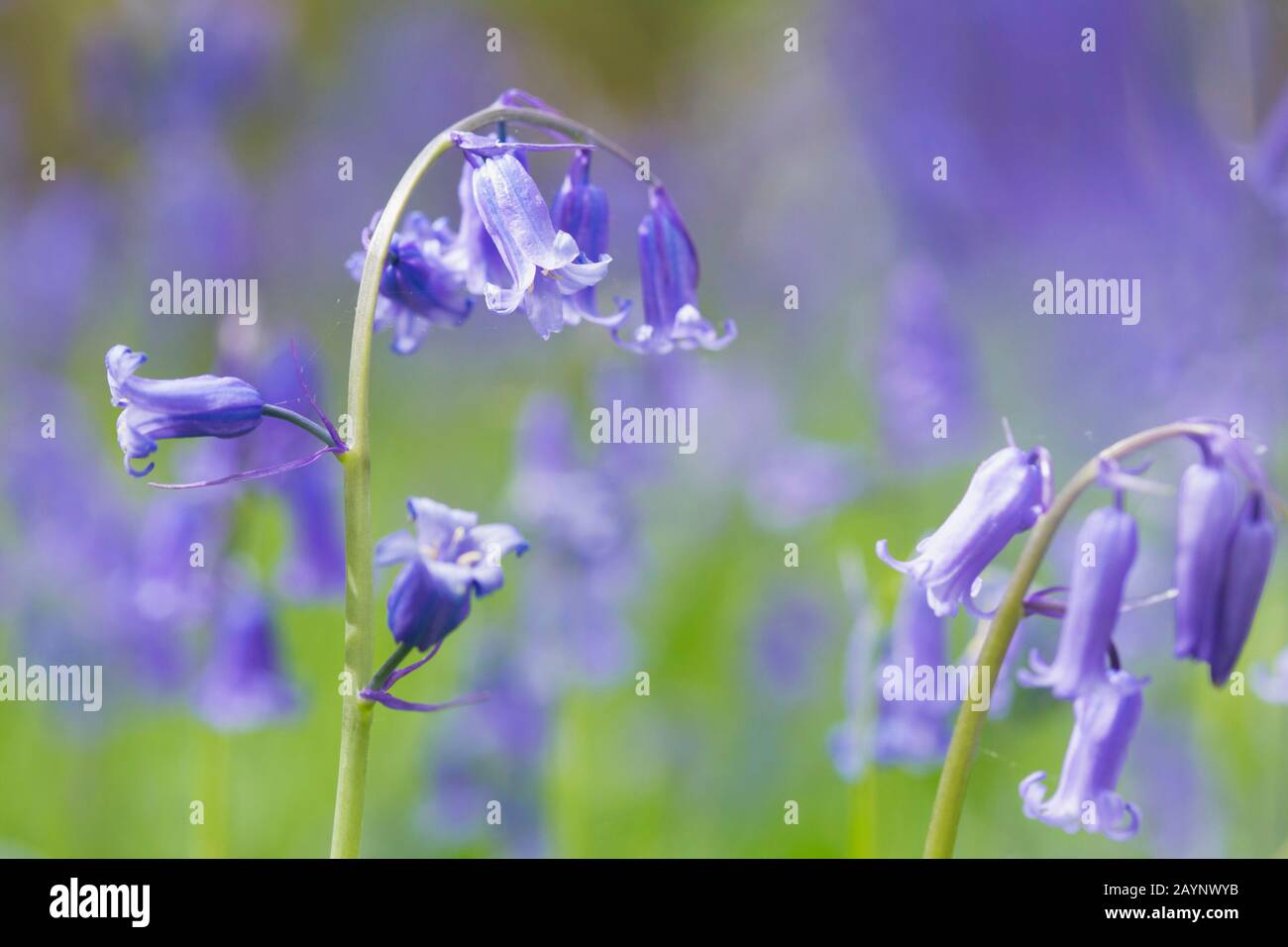 English Bluebells, West Yorkshire, UK, May Stock Photo - Alamy