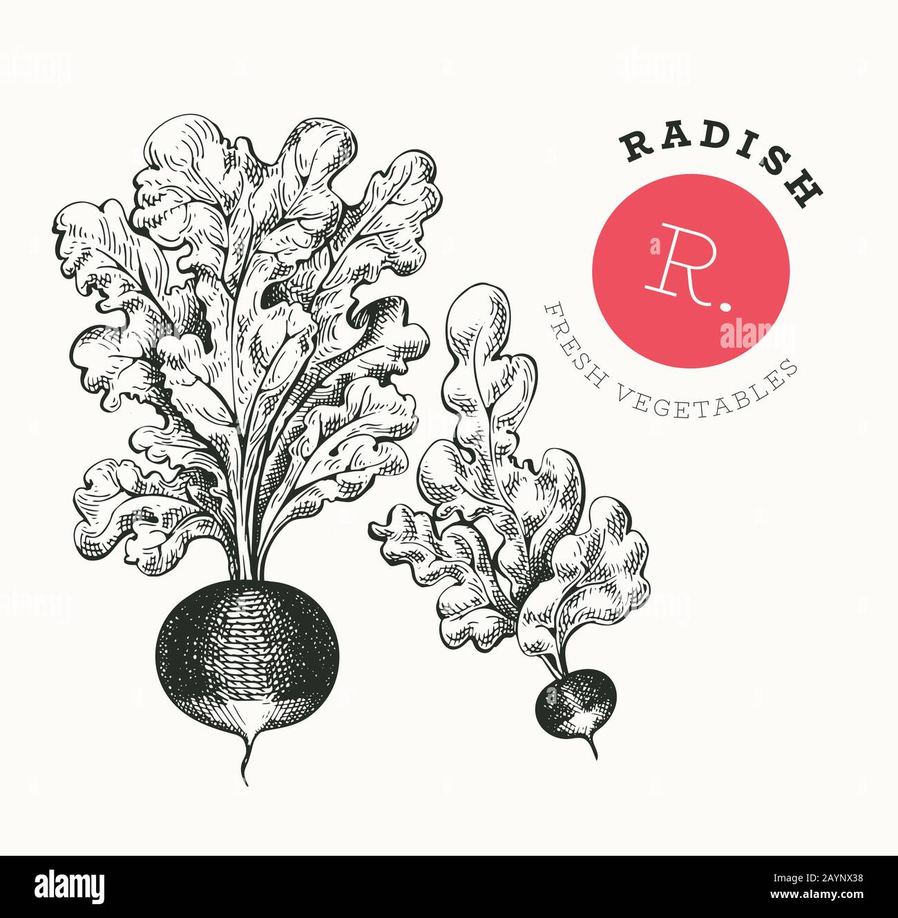 Hand drawn sketch style radish. Organic fresh food vector illustration ...