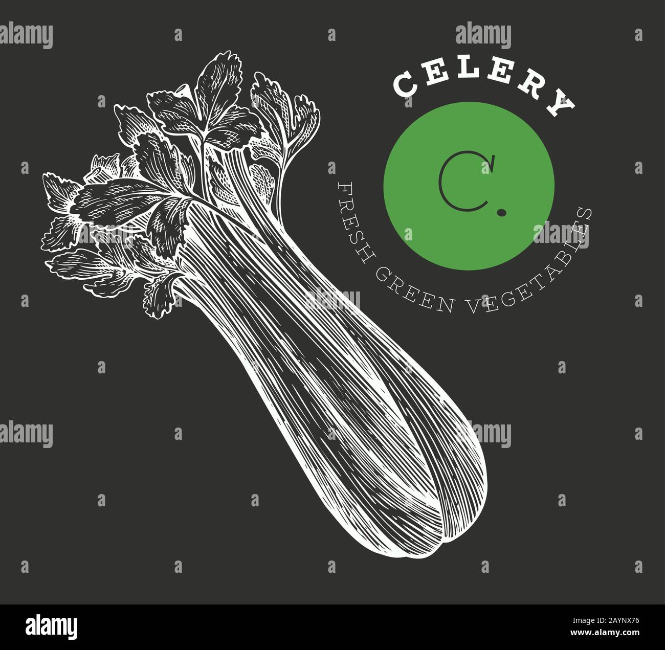 Hand drawn sketch celery. Organic fresh food vector illustration on ...