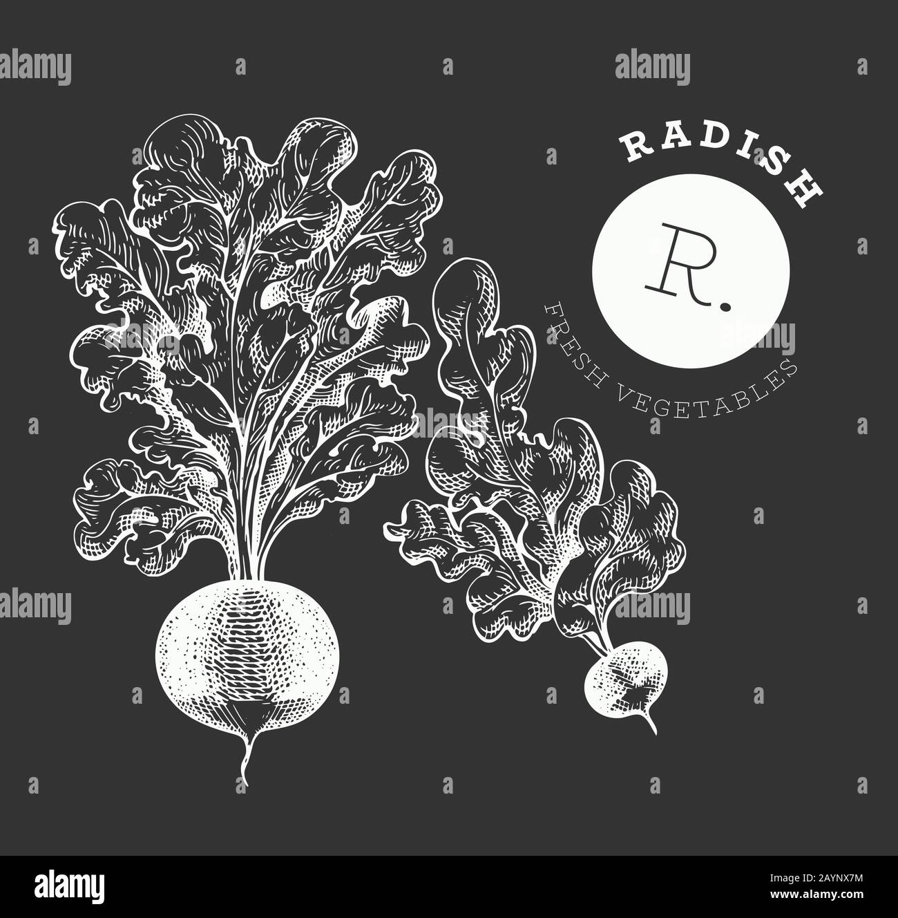 Hand drawn sketch style radish. Organic fresh food vector illustration ...