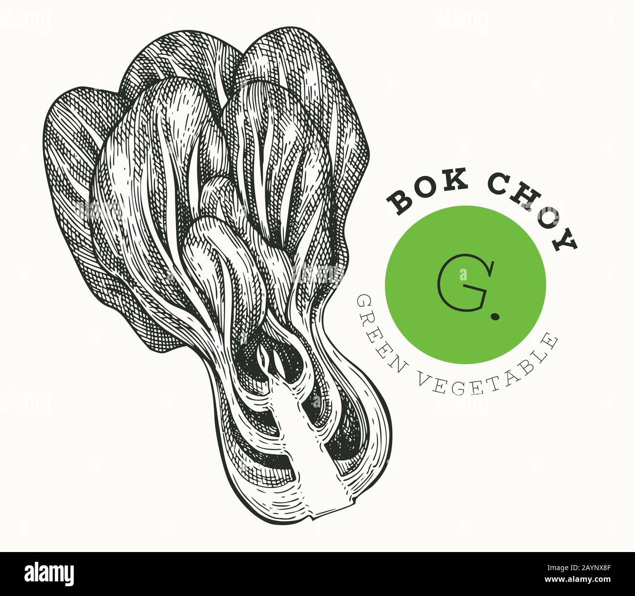 Hand drawn sketch style bok choy. Organic fresh food vector ...