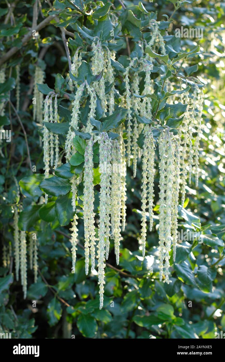 Garrya elliptica ‘james roof hi-res stock photography and images - Alamy