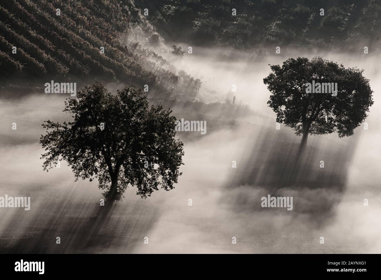 Two trees in the beautiful sunny fog at sunrise, natural background ...