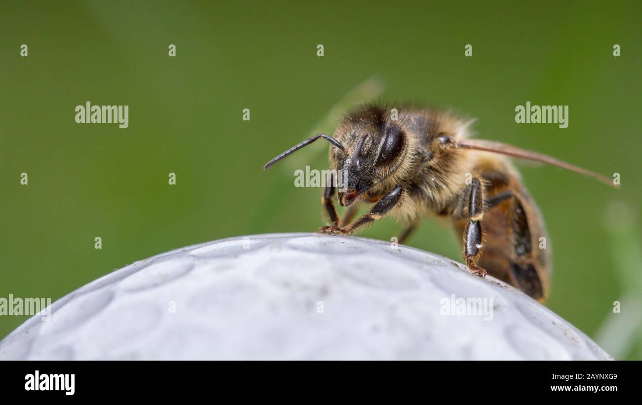 Western Honeybee (Apis mellifera) on a golf ball Stock Photo - Alamy