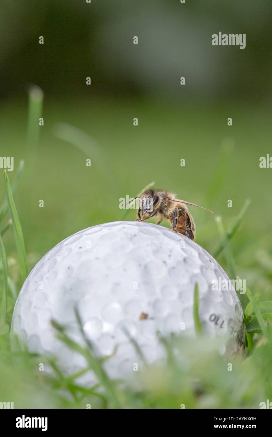 Western Honeybee (Apis mellifera) on a golf ball Stock Photo - Alamy