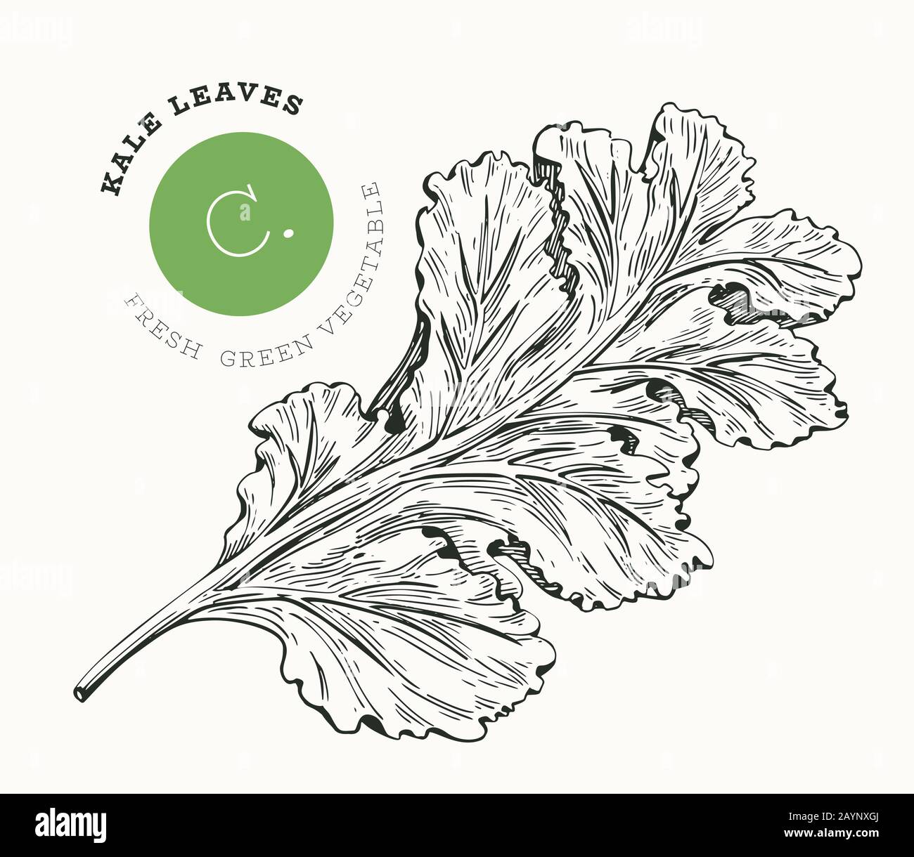 Kale Leaf Illustration