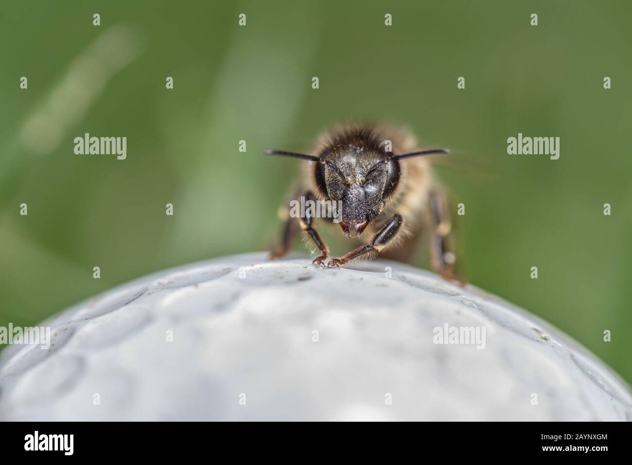 Western Honeybee (Apis mellifera) on a golf ball Stock Photo - Alamy