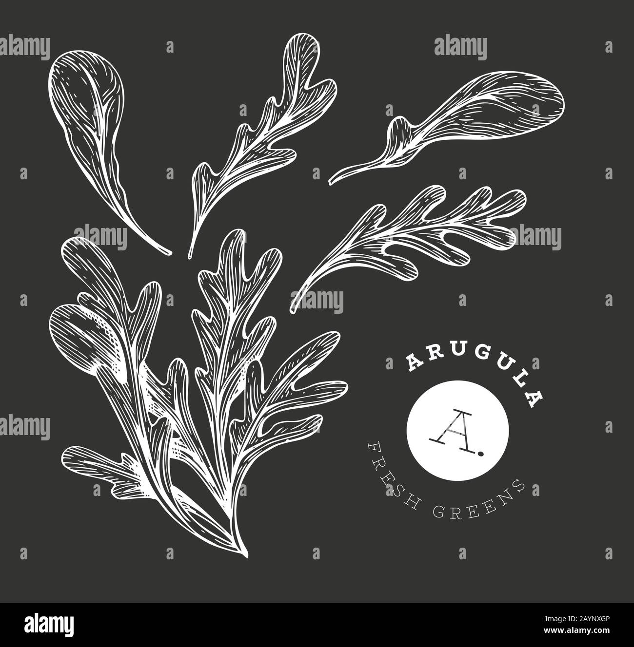 Hand drawn sketch arugula. Organic fresh food vector illustration on ...