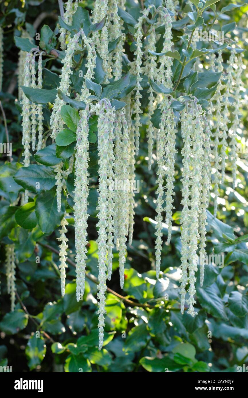 James roof garrya elliptica hi-res stock photography and images - Alamy