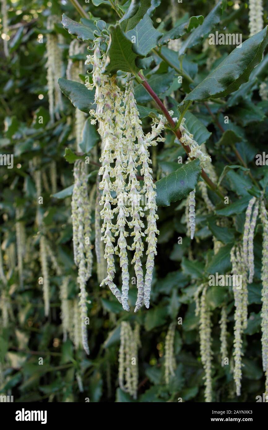 Garrya elliptica james roof hi-res stock photography and images - Alamy