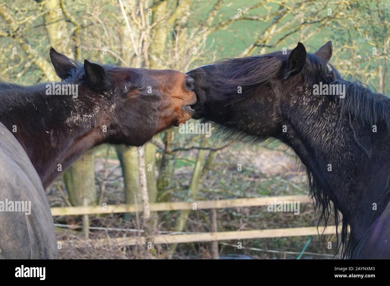 Kissing horses hi-res stock photography and images - Alamy