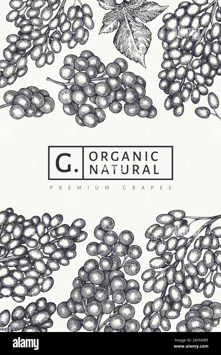 Grape design template. Hand drawn vector grape berry illustration ...