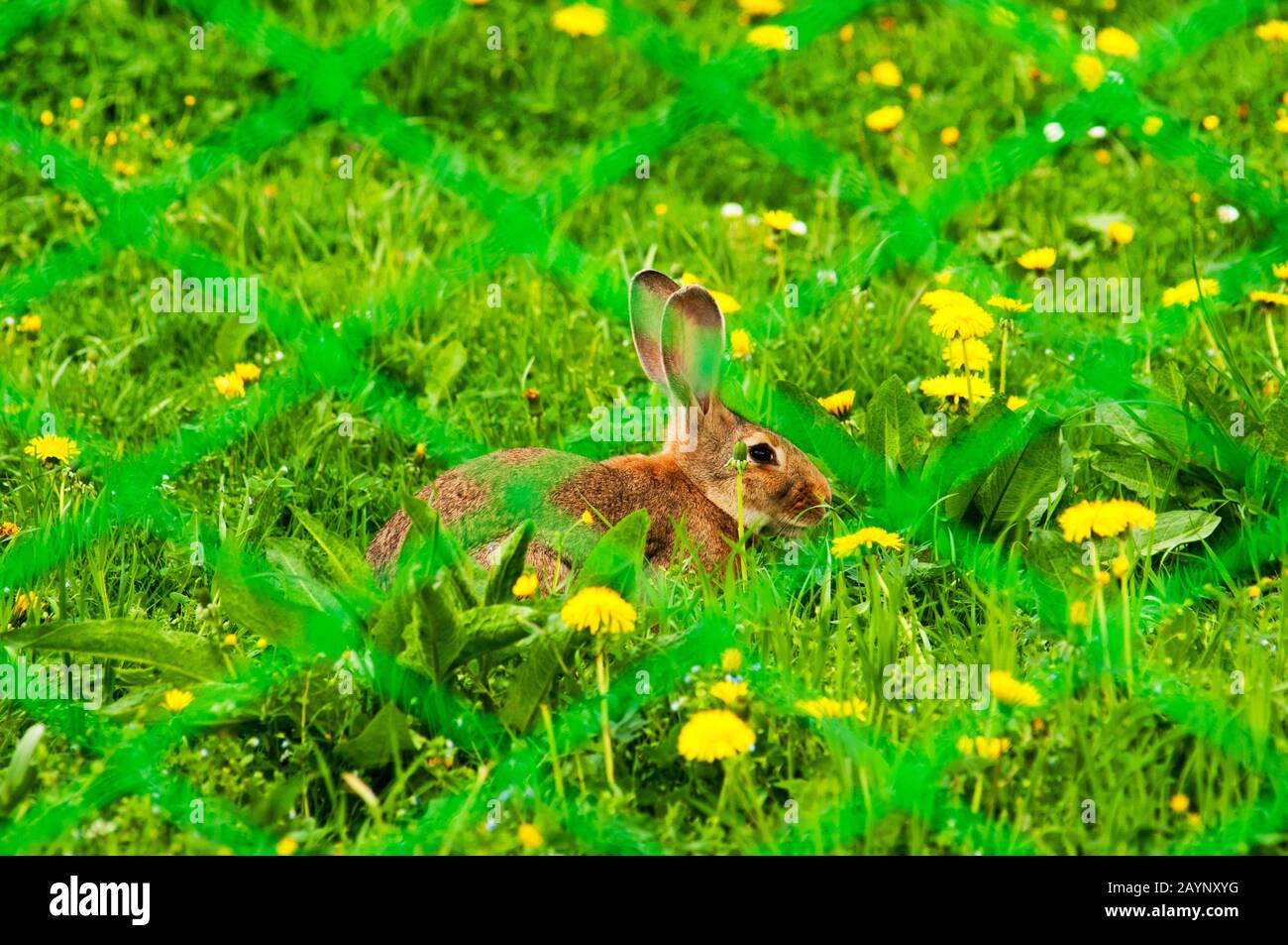 Hare in the grass hi-res stock photography and images - Alamy