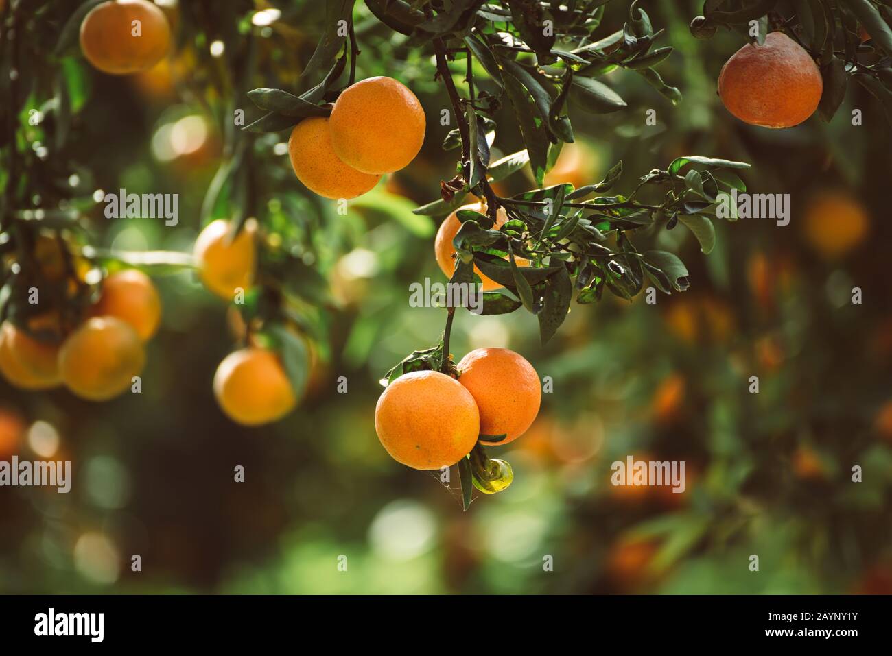 Tangerine sunny garden with green leaves and ripe fruits. Mandarin ...