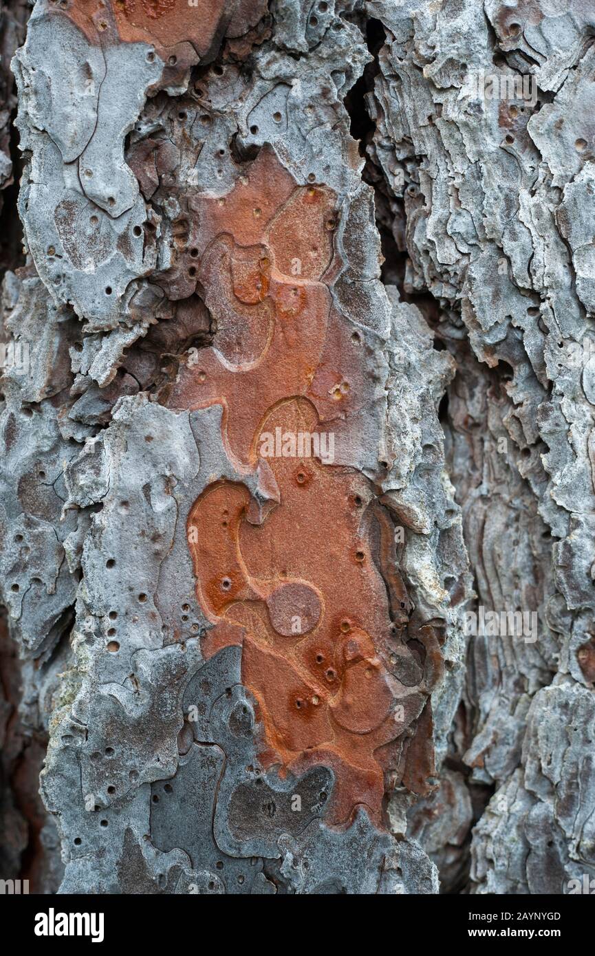 Ponderosa pine pinus ponderosa close up hi-res stock photography and ...