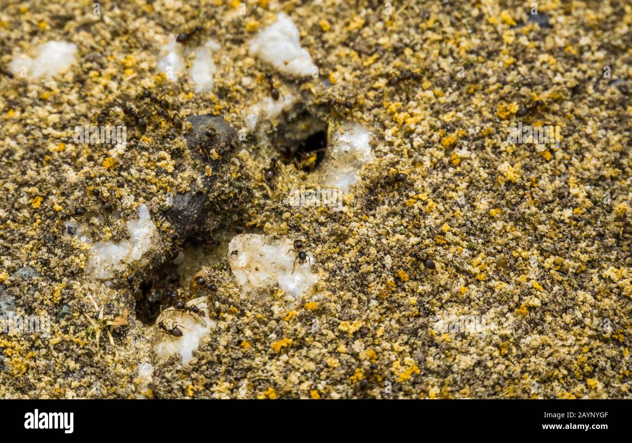 Black ants tunnel hi-res stock photography and images - Alamy